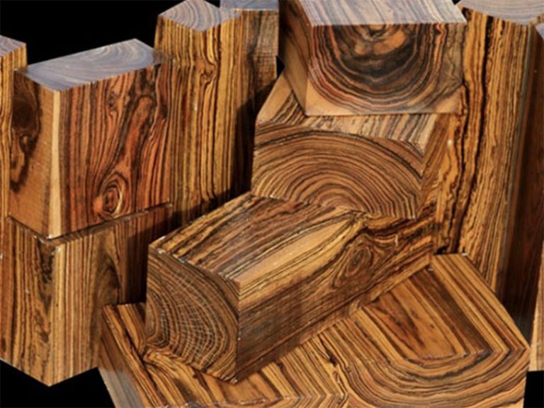 Gỗ bocote là gì? Vì sao Gỗ bocote được coi là gỗ của các đại gia?